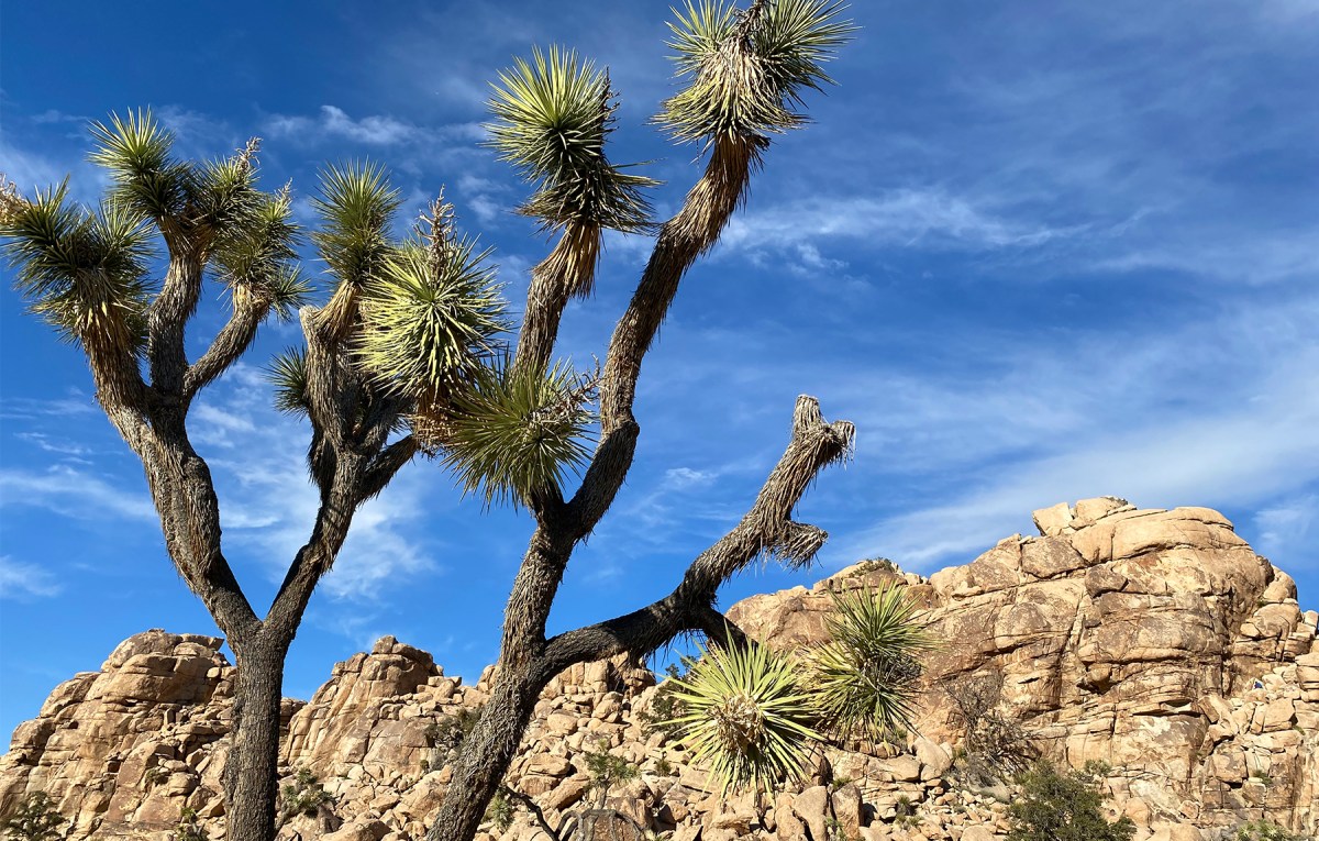 Joshua Tree National Park Best Joshua Tree Entrance | What You Need To